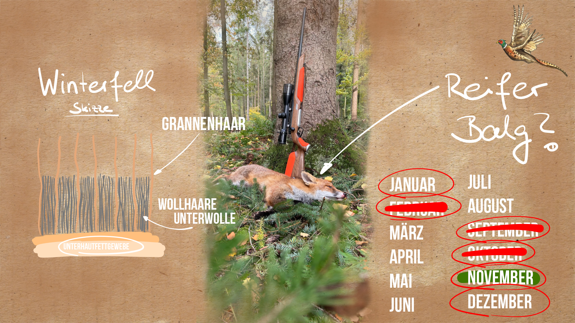 Reifer Balg – Freunde der Jagd